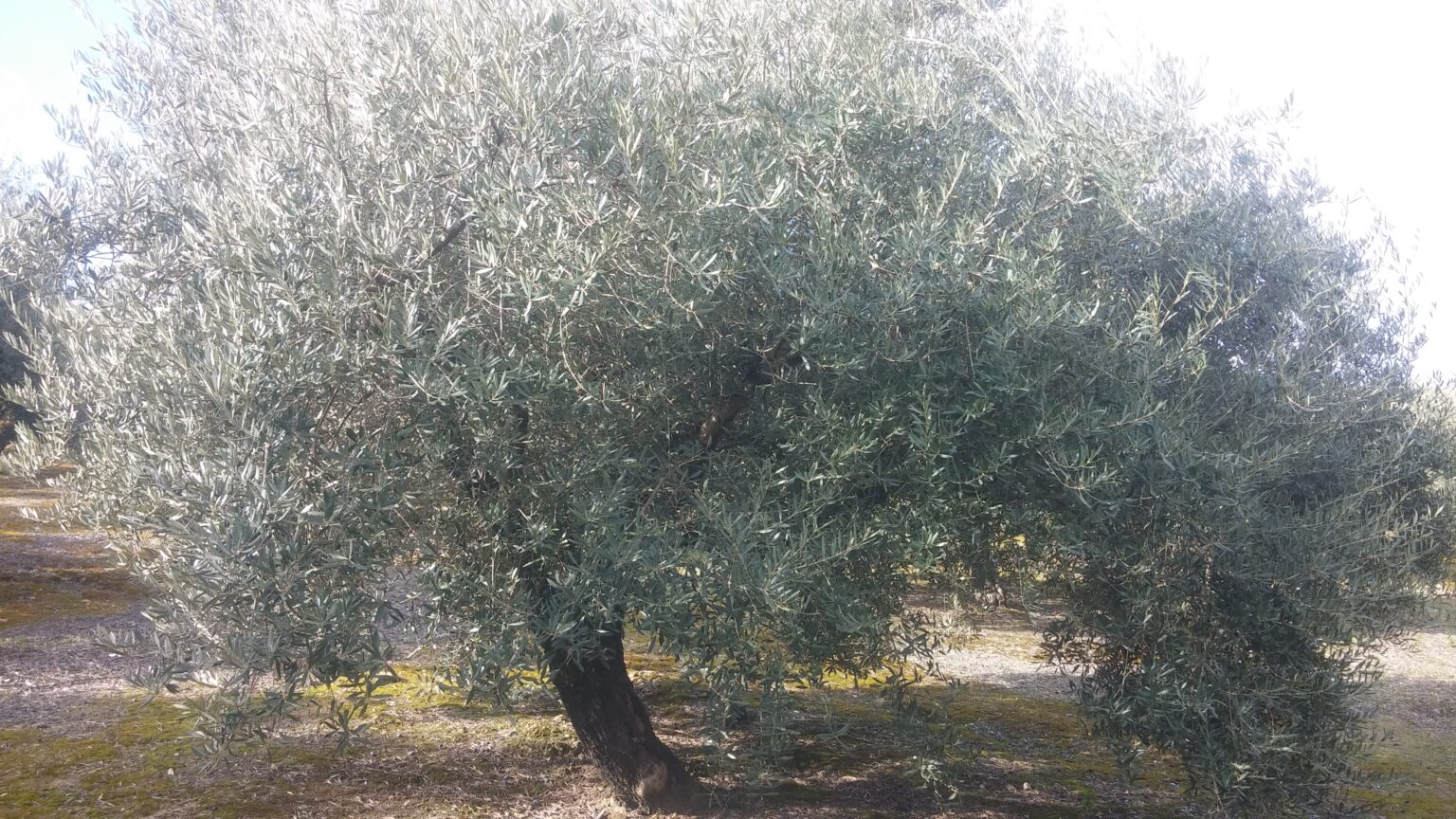 Do you think the olive tree should be pruned every year? - Bodegas La ...